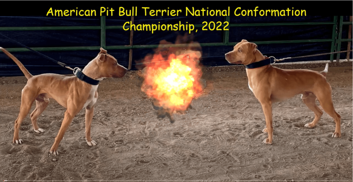 American Pit Bull Terrier National Conformation Championship! – Todo ...