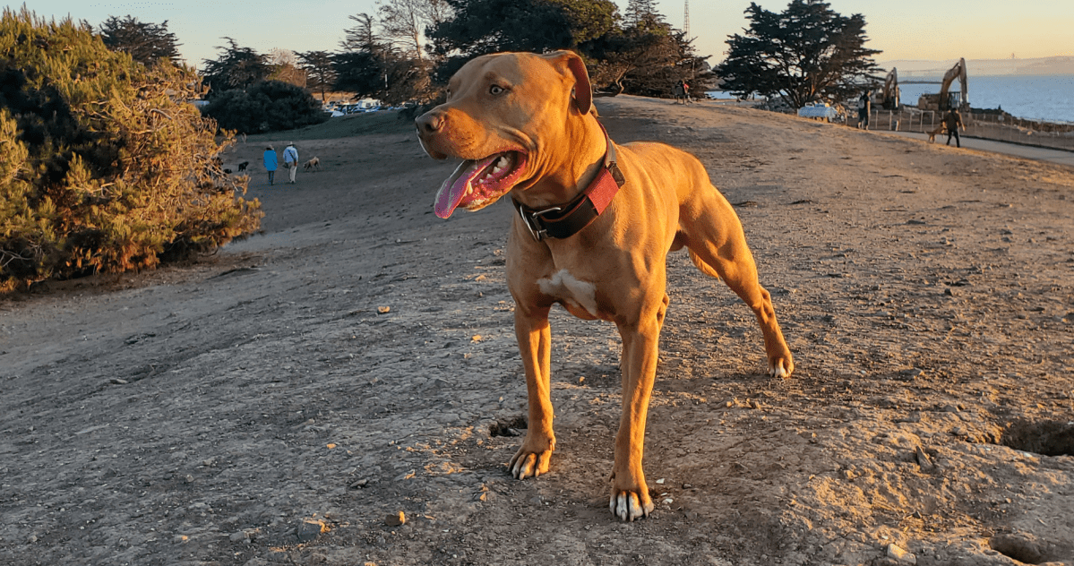 Literary Video Audio Amor Art: “Game-Driven APBT Pit Bull Prey-Drive ...