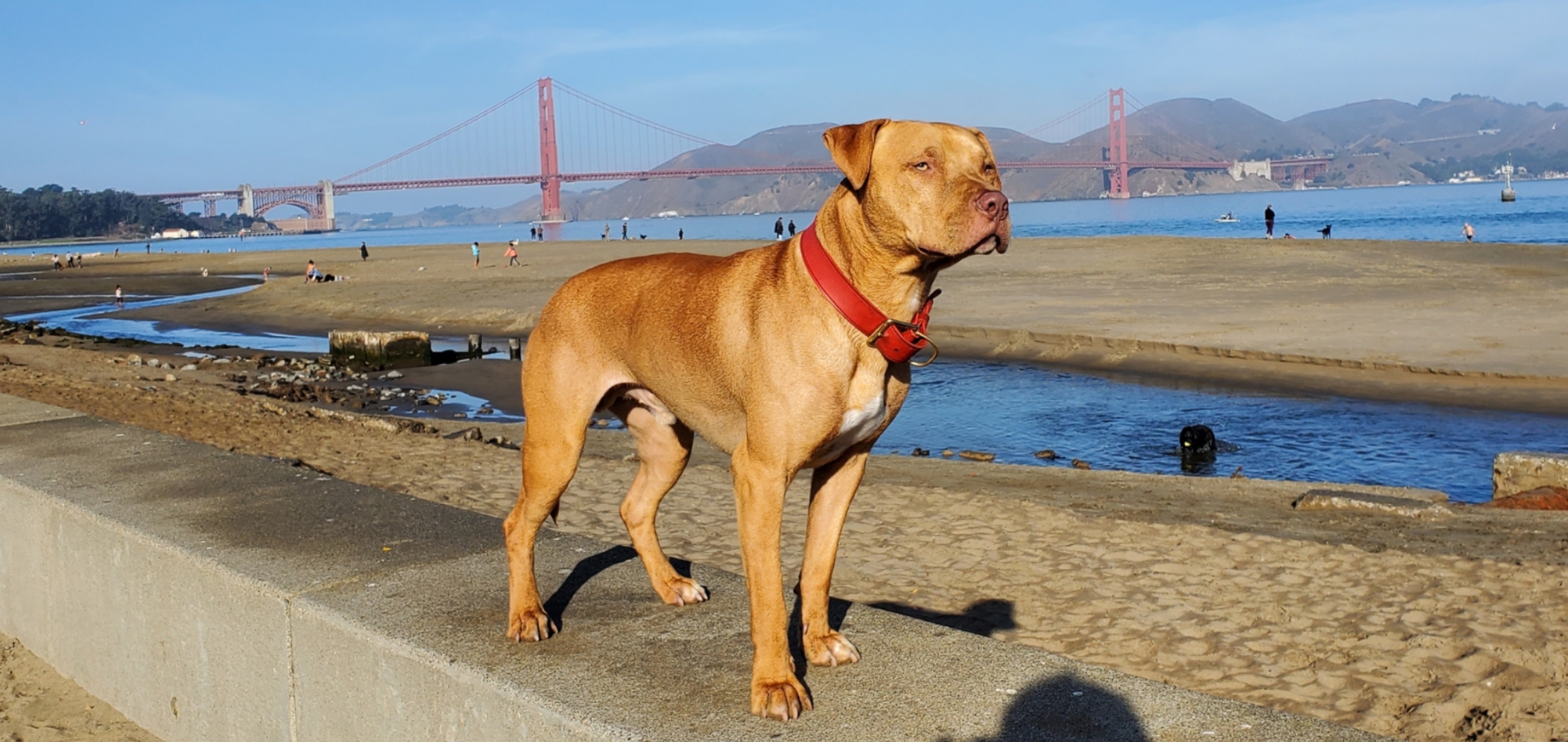 Literary Video Audio Amor Art: “Game-Driven APBT Pit Bull Prey-Drive ...